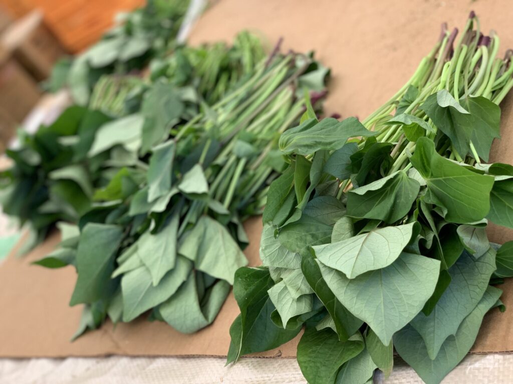 農業初心者！苗に感動しました！ | OIMOYA日誌 | 株式会社OIMOYA（おいもや）