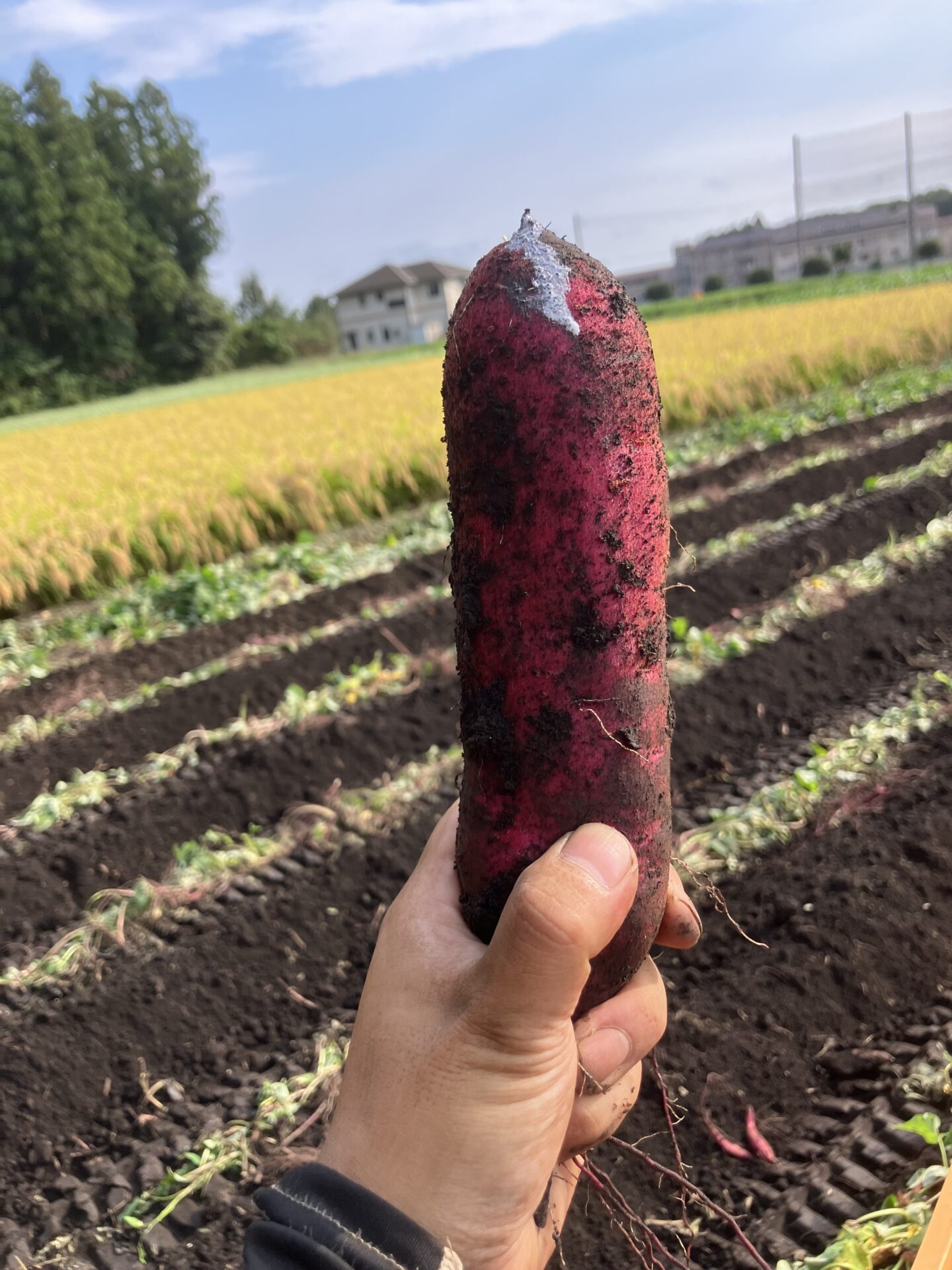 干し芋 焼き芋 さつまいも☆ | OIMOYA日誌 | 株式会社OIMOYA（おいもや）
