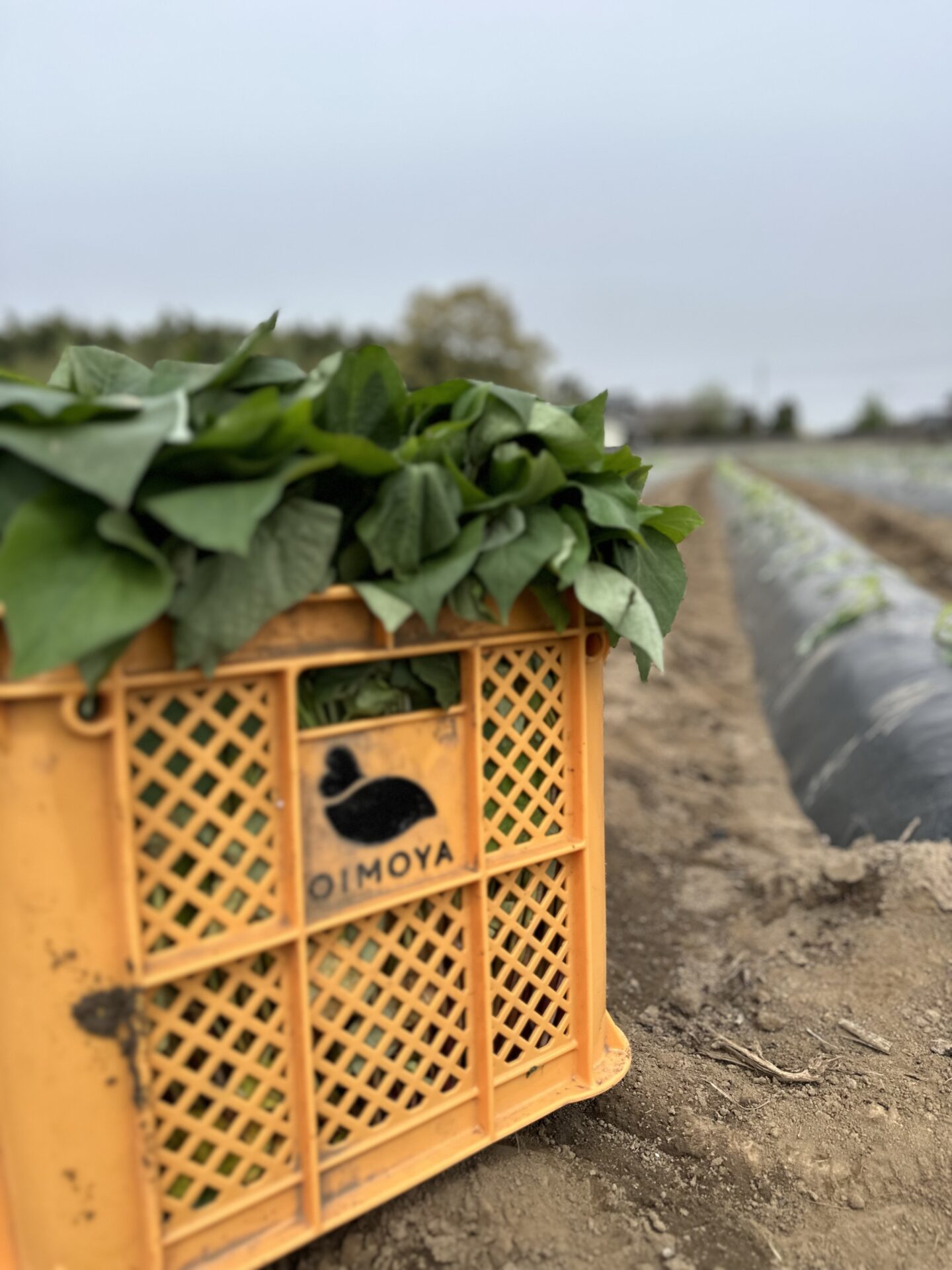 お久しぶりになってしまいました！ | OIMOYA日誌 | 株式会社OIMOYA（おいもや）